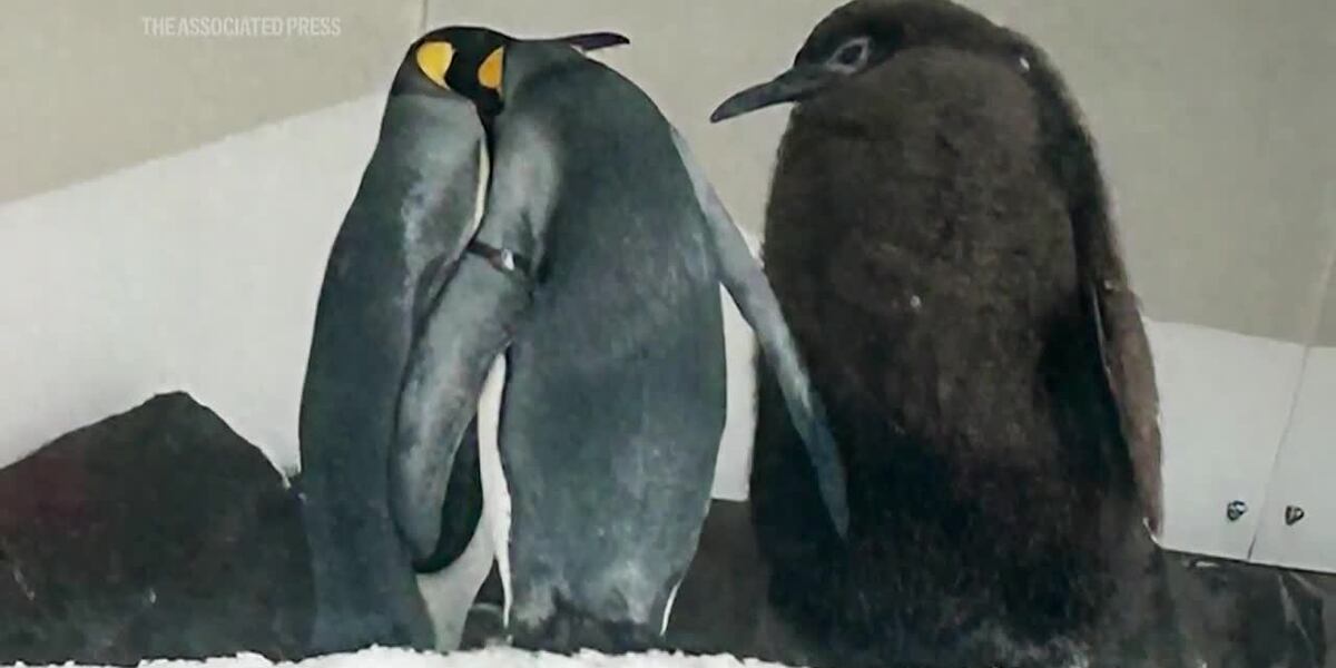 Huge King Penguin Chick Pesto Grows Into Social Media Star